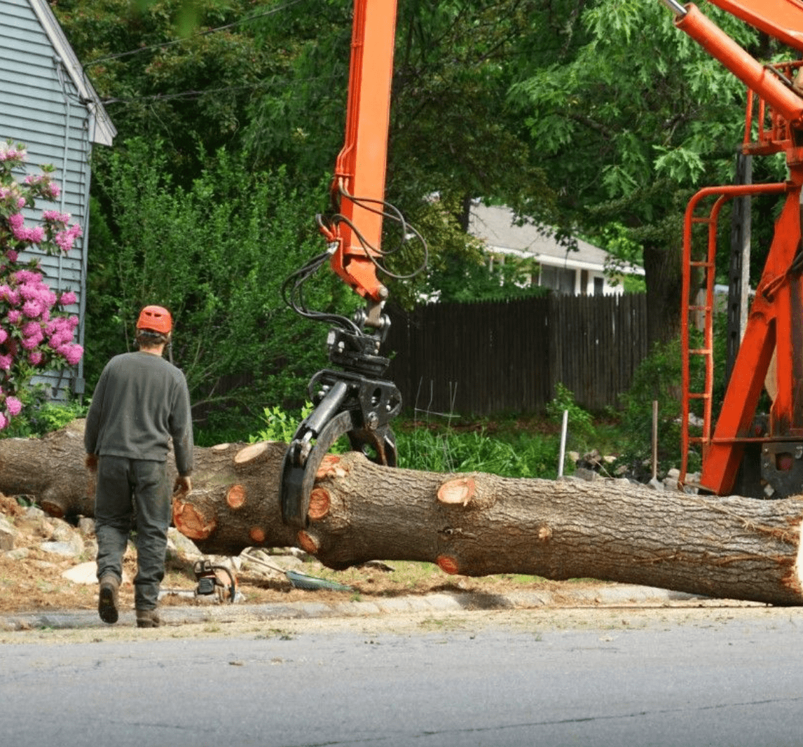 Commercial Tree Services NJ | Cliffside Park Tree Pros
